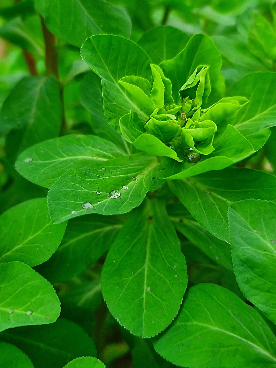 Planta Verde Natureza - Foto gratuita no Pixabay - Pixabay