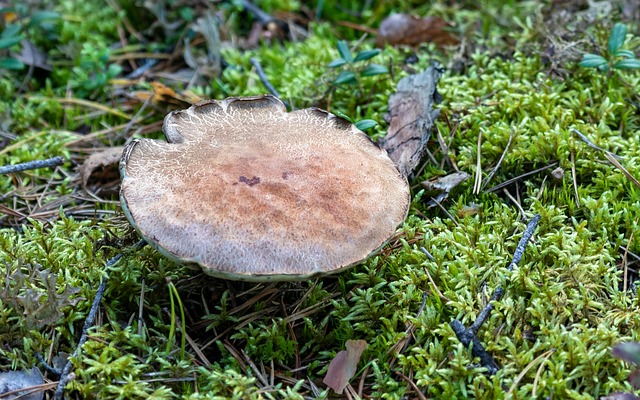 Mushroom Worn Out Old - Free photo on Pixabay - Pixabay