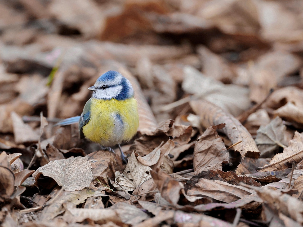 Pimpelmees Vogel Bladeren - Gratis foto op Pixabay - Pixabay