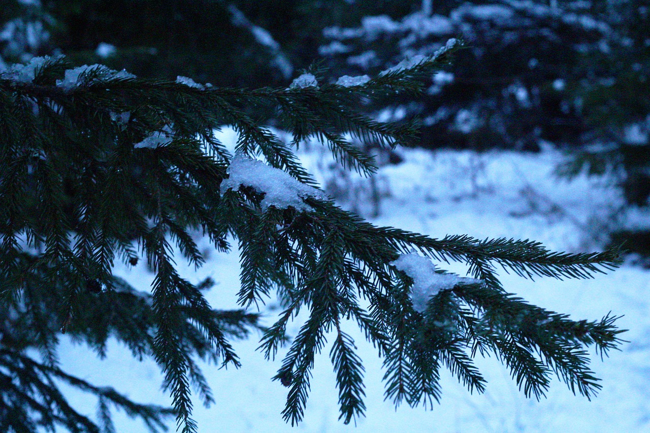 Snow Winter Tree - Free photo on Pixabay - Pixabay