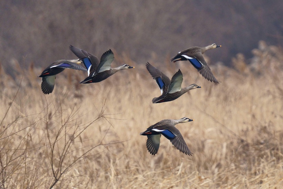Mallard Duck Visitor Emergency - Free photo on Pixabay