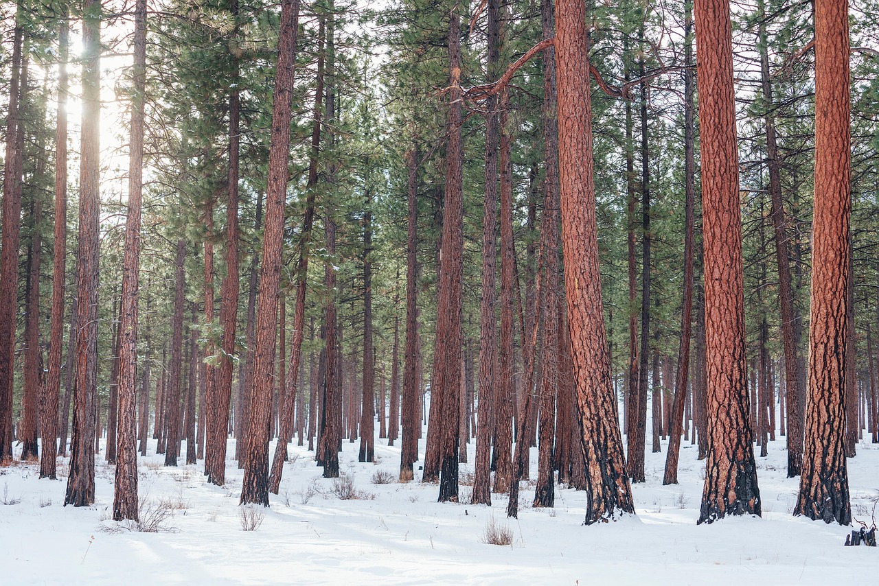 Winter Forest Oregon - Free photo on Pixabay - Pixabay