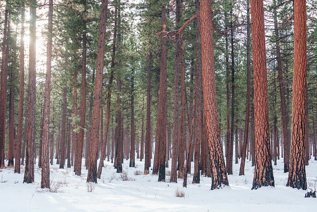 Winter Forest Oregon - Free photo on Pixabay - Pixabay