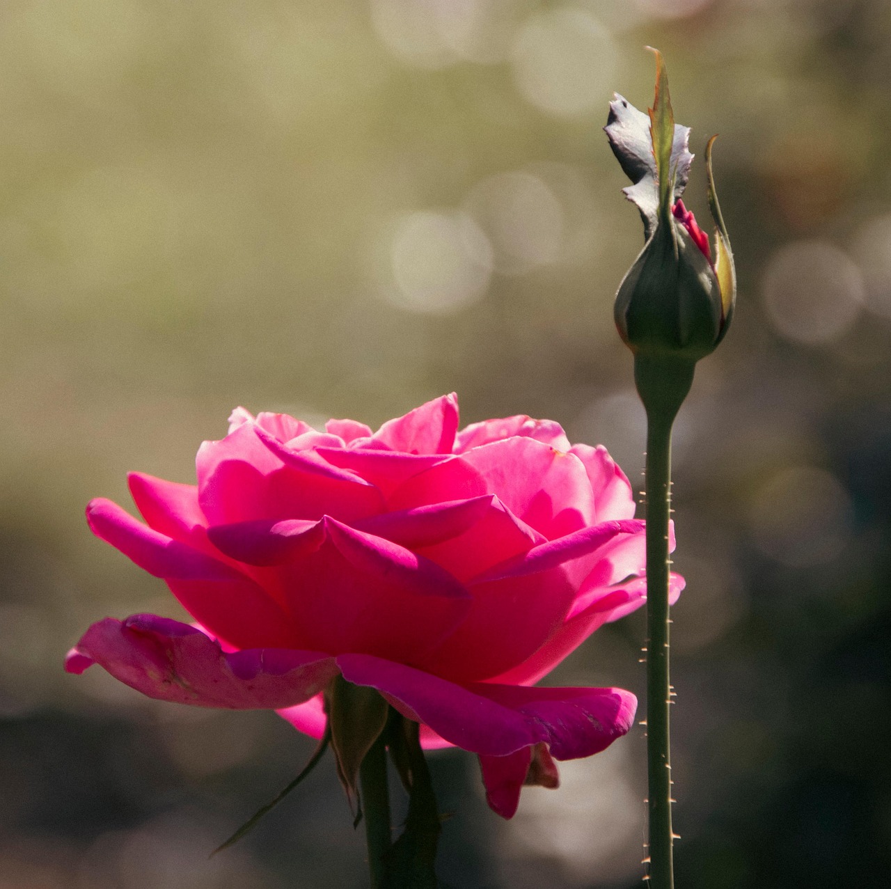 Pinke Rose Blume - Kostenloses Foto auf Pixabay - Pixabay