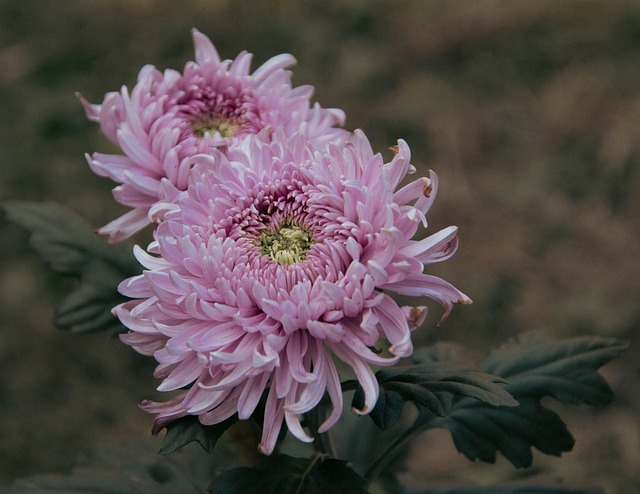 Crisântemo Flores Planta - Foto gratuita no Pixabay