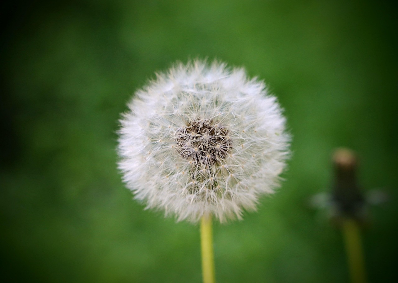 Dandelion Flower Seeds Seed - Free photo on Pixabay