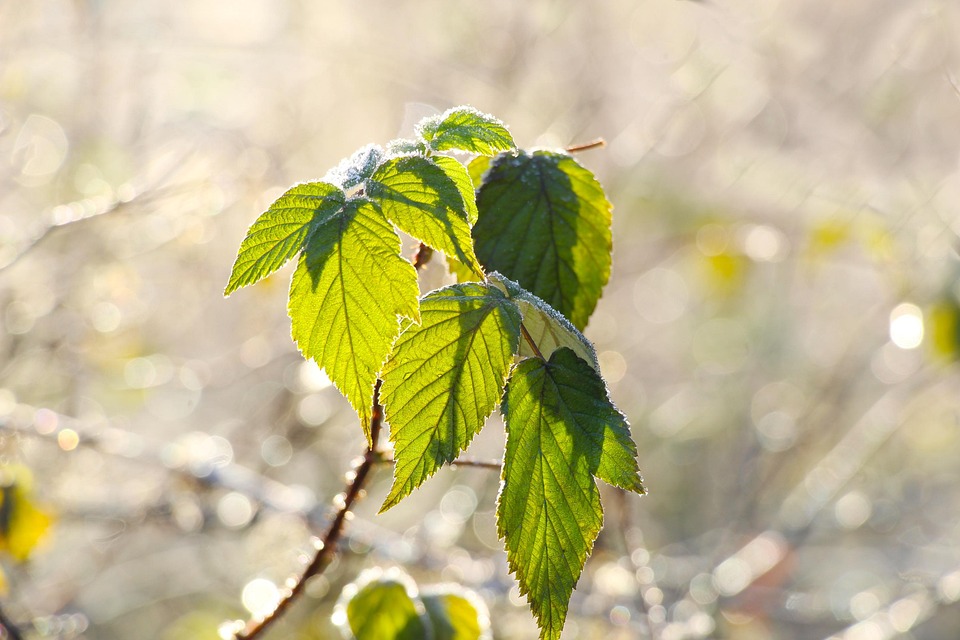 Leaves Plant Nature - Free photo on Pixabay