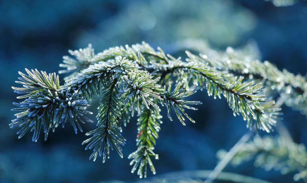 Spruce Twigs Frost - Free photo on Pixabay