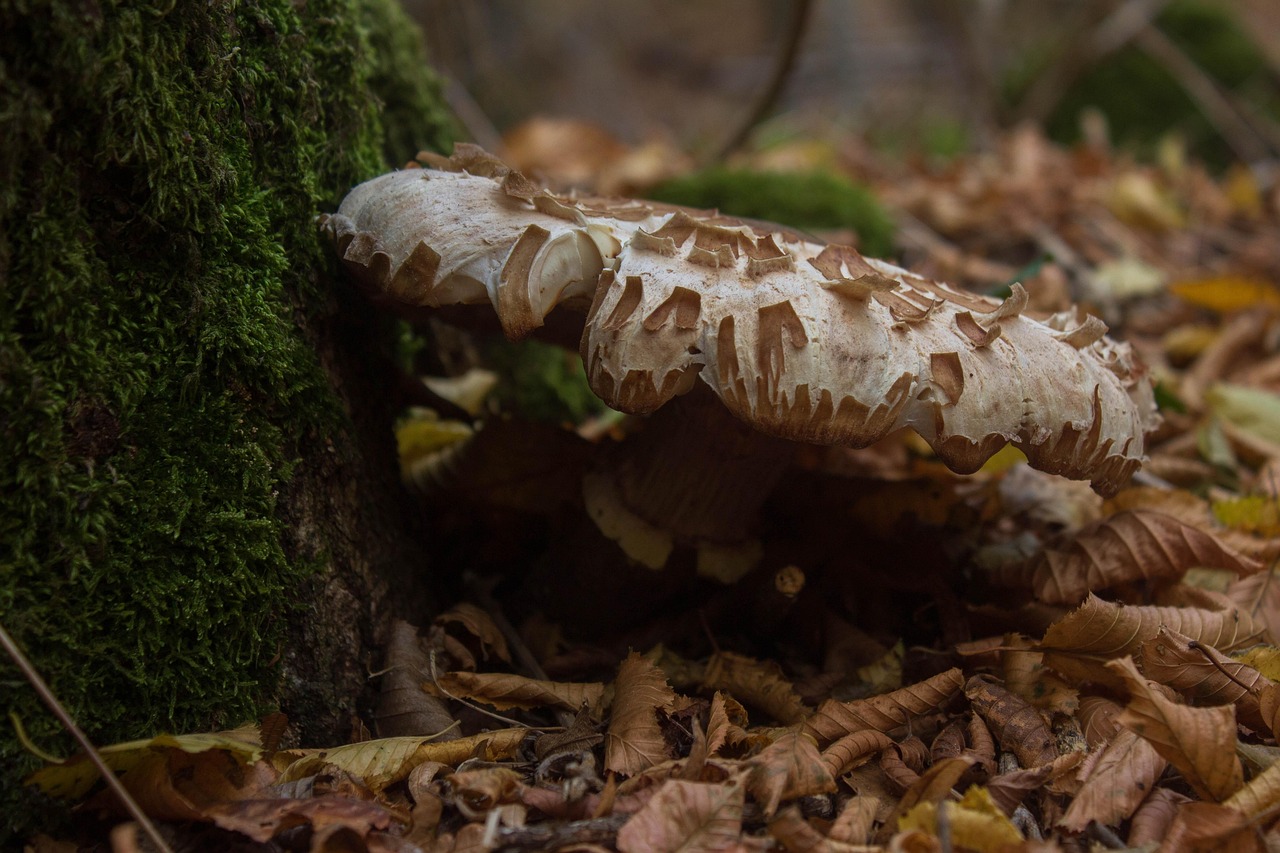 Champignon Nature Forêt - Photo gratuite sur Pixabay - Pixabay