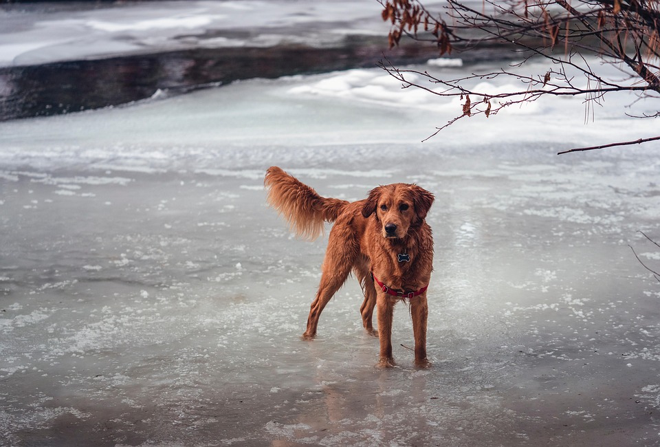 Chien Fleuve Hiver - Photo gratuite sur Pixabay