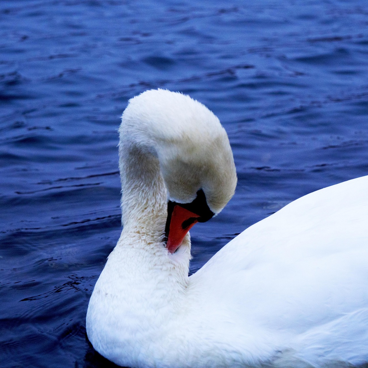Nature Swan Bird - Free photo on Pixabay