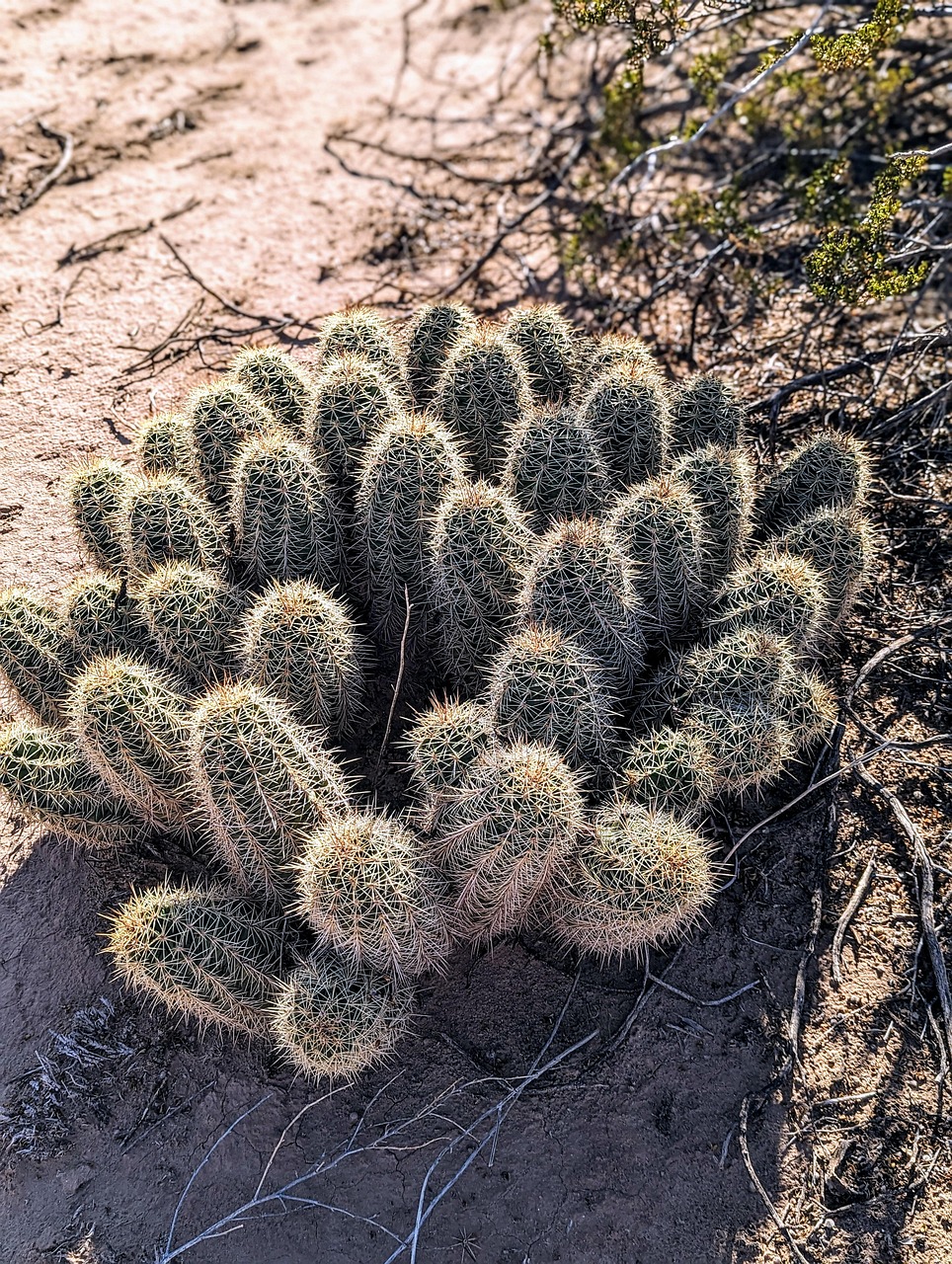 Cactus Desert Nature - Free photo on Pixabay - Pixabay