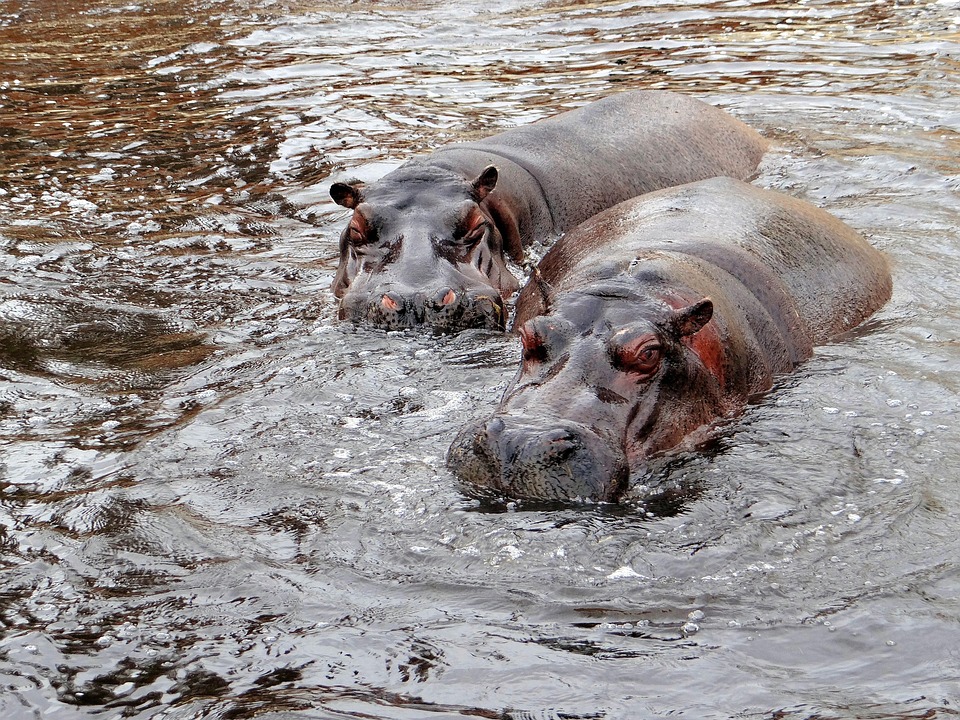 Hippopotame Animaux Fleuve - Photo gratuite sur Pixabay - Pixabay