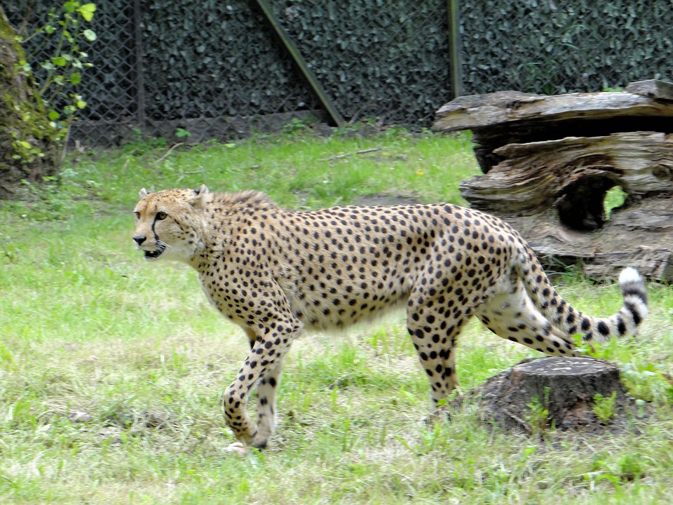 Poland Warsaw Cheetah - Free photo on Pixabay - Pixabay