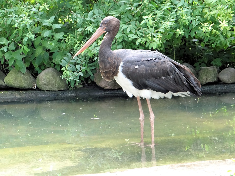 Poland Warsaw Stork - Free photo on Pixabay - Pixabay