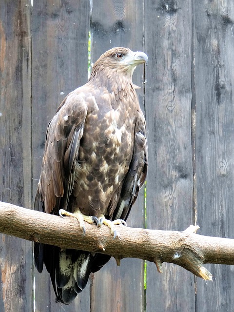 Poland Warsaw White-Tailed Eagle - Free photo on Pixabay - Pixabay
