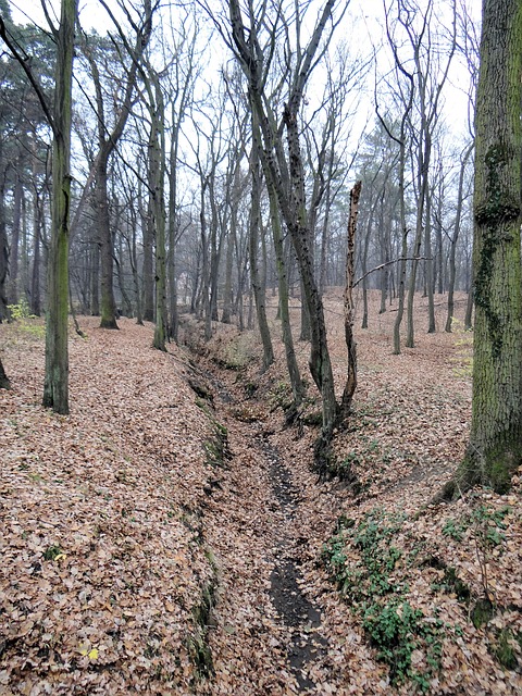Poland Forest Horseshoe Pairs Of - Free photo on Pixabay - Pixabay