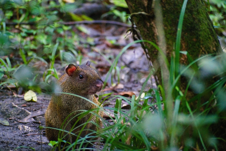 Central American Agouti Animal - Free photo on Pixabay