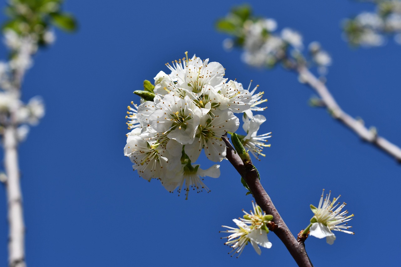 Blomma Himmel Natur Blackthorn - Gratis foto på Pixabay - Pixabay