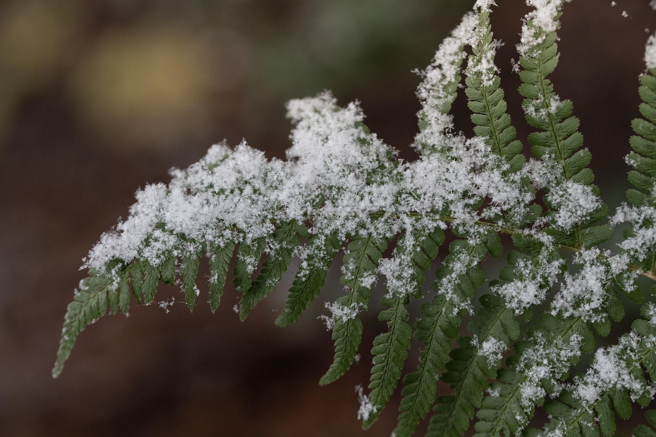 Fern Snow Ice Cream - Free photo on Pixabay - Pixabay