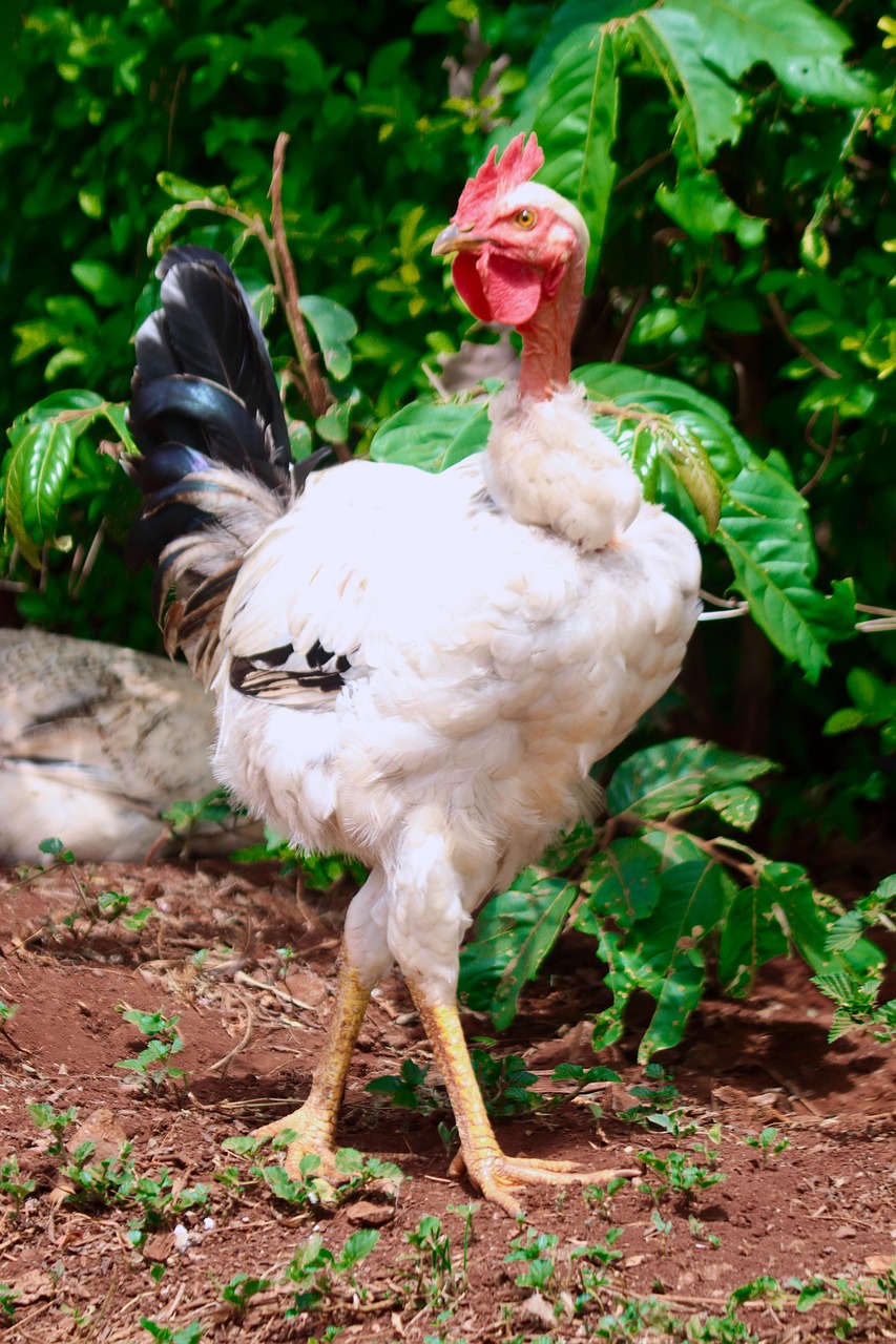 Gallina Pollo Pájaro - Foto gratis en Pixabay - Pixabay