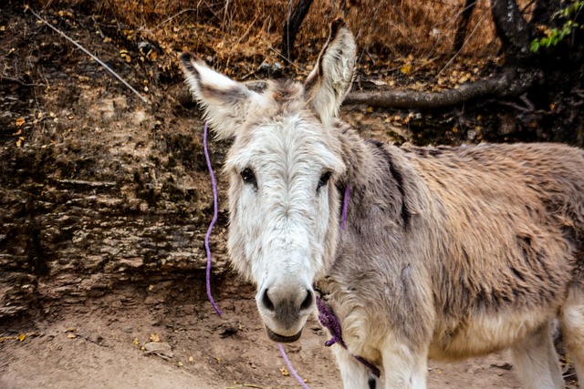 Page 2 - 1,000+ Free Asino & Donkey Photos - Pixabay