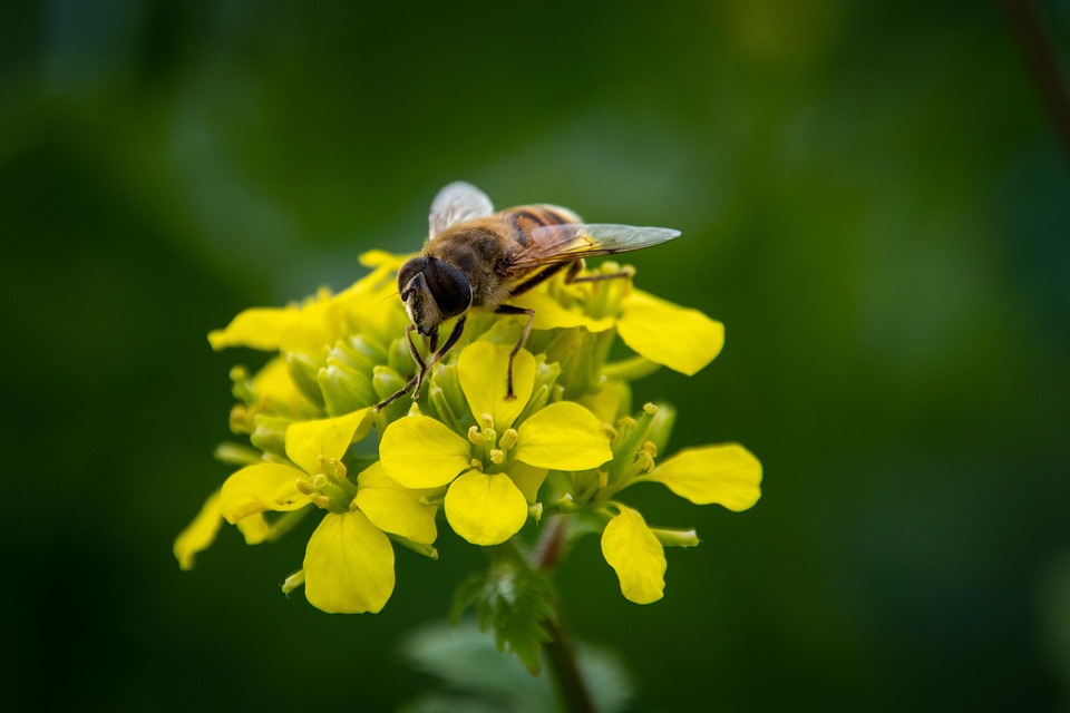 Honey Bee Winged Insect Macro - Free photo on Pixabay - Pixabay