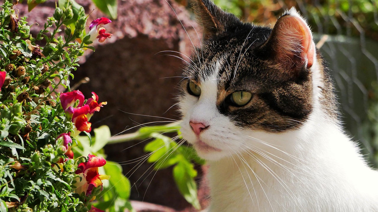 Cat Feline Mammal - Free photo on Pixabay - Pixabay