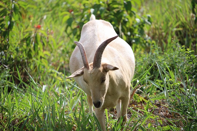 Cabra Relva Animal Horário De - Foto gratuita no Pixabay - Pixabay