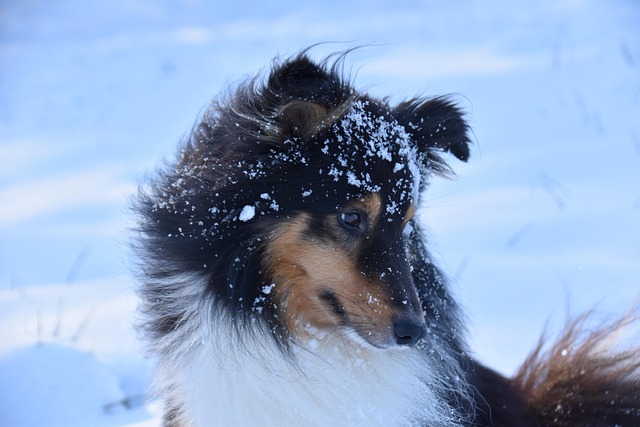 Dog Shetland Sheepdog Snow - Free photo on Pixabay