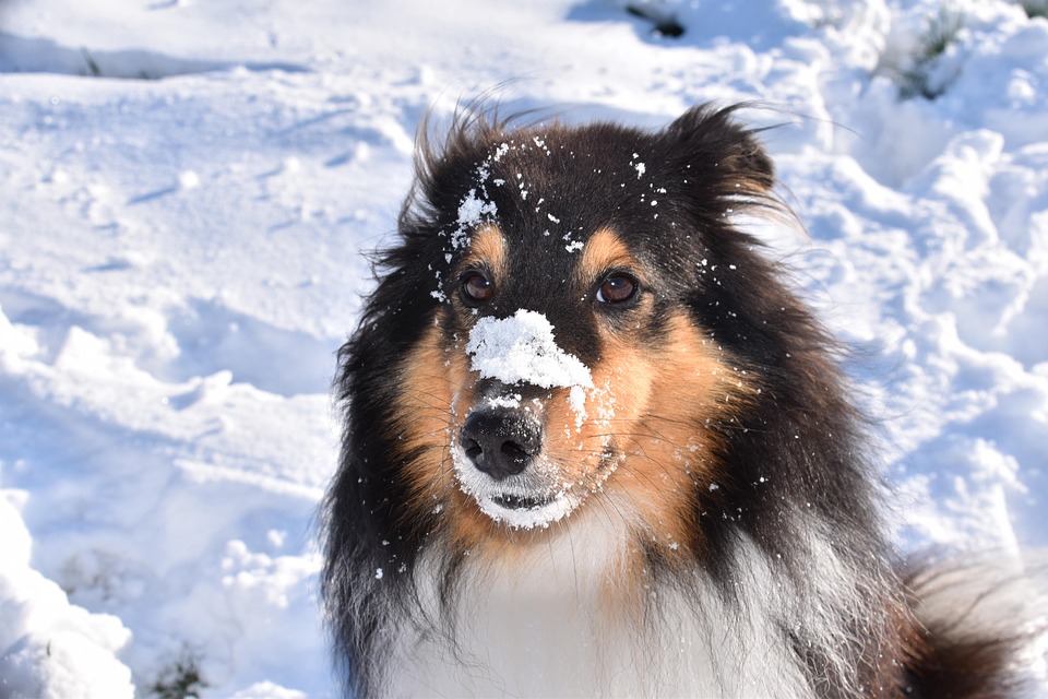 Dog Shetland Sheepdog Snow - Free photo on Pixabay - Pixabay