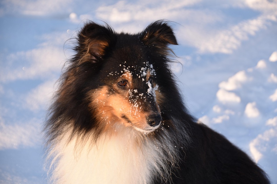 Perro Shetland Sheepdog Canino - Foto gratis en Pixabay