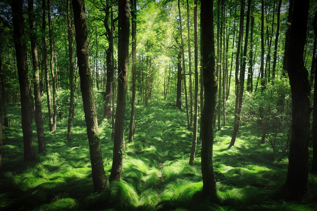 Nature Forêt Arbre Le - Photo gratuite sur Pixabay - Pixabay