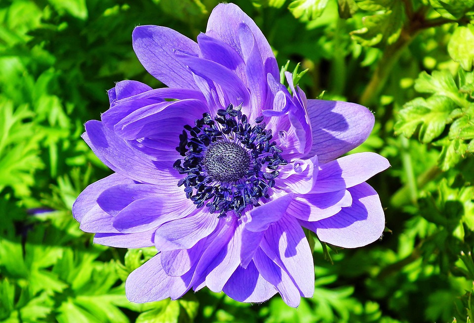 Anêmonas Flores Jardim - Foto gratuita no Pixabay