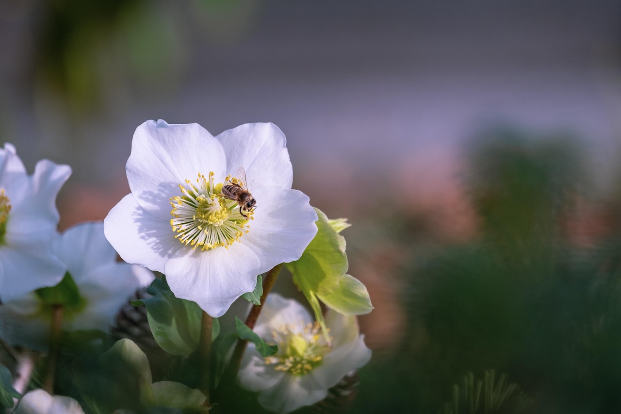 300+ kostenlose Christrose und Schneerose-Bilder - Pixabay