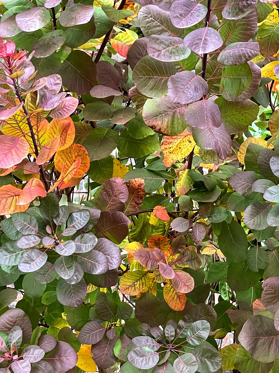 Feuilles D'Automne Automne - Photo gratuite sur Pixabay - Pixabay