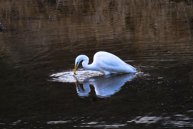 Common Heron Birds Animal - Free photo on Pixabay