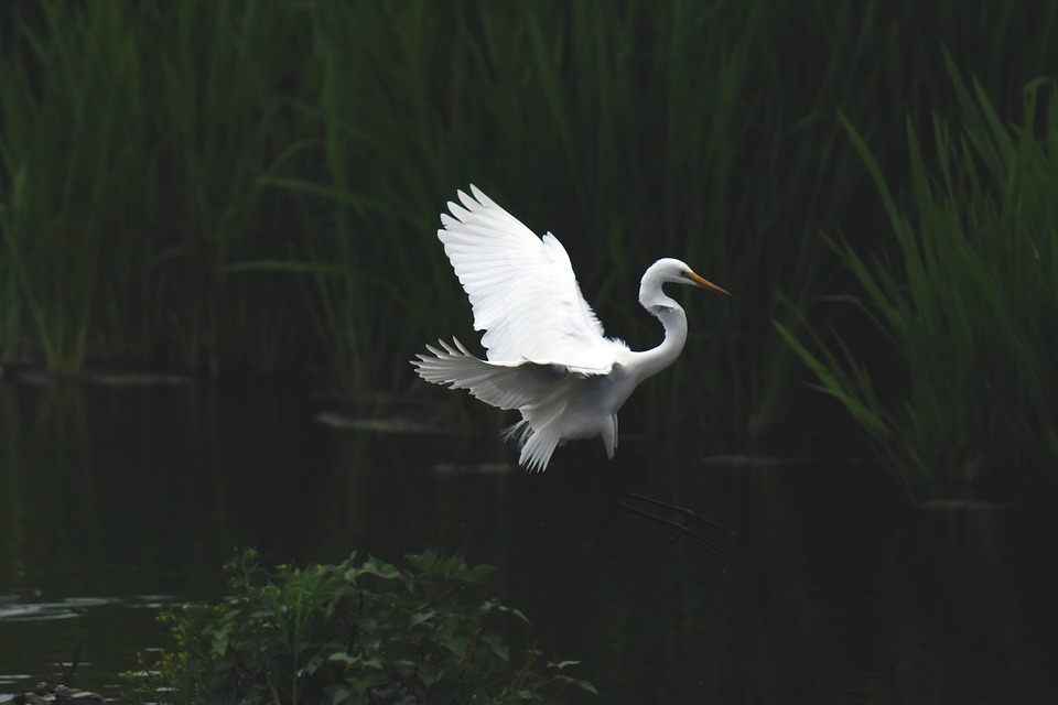 Héron Commun Des Oiseaux Lac - Photo gratuite sur Pixabay