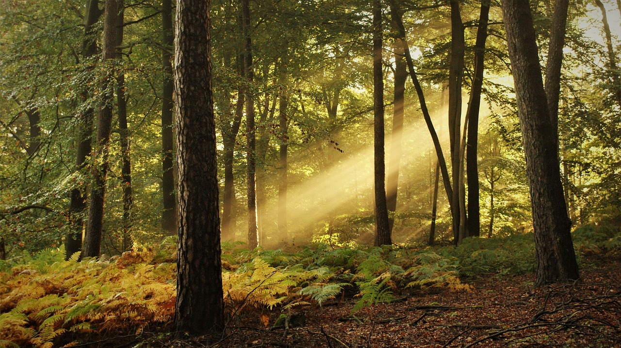 Sunlight Light Atmospheric Nature - Free photo on Pixabay - Pixabay