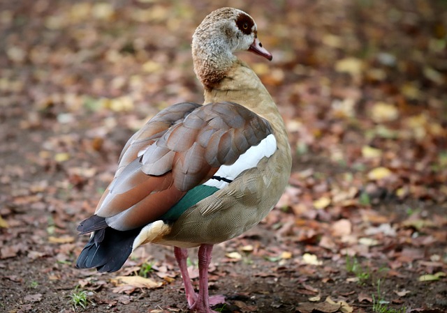 Egyptian Goose Wild - Free photo on Pixabay