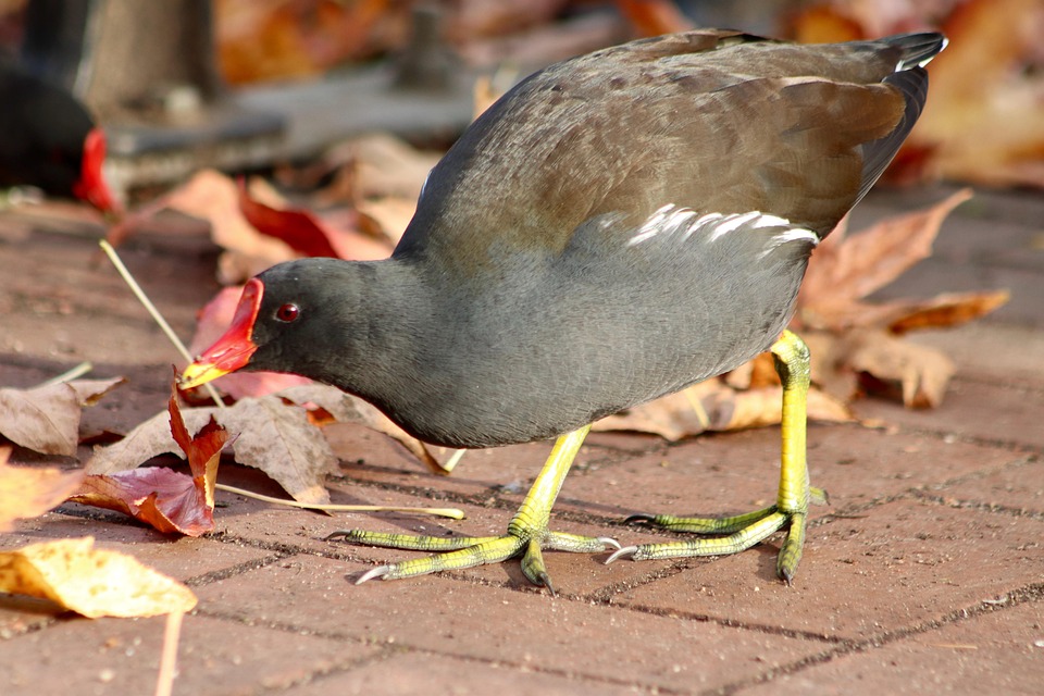 Ralle Green-Footed Moorhen - Free photo on Pixabay