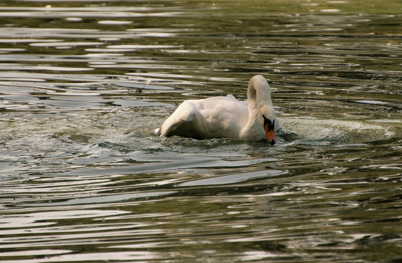 Cisne Blanco Estanque Lago Aves - Foto gratis en Pixabay - Pixabay
