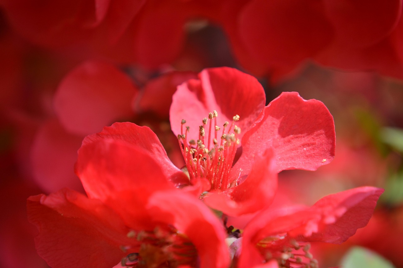 Kinesisk Kvitten Chaenomeles - Gratis foto på Pixabay - Pixabay