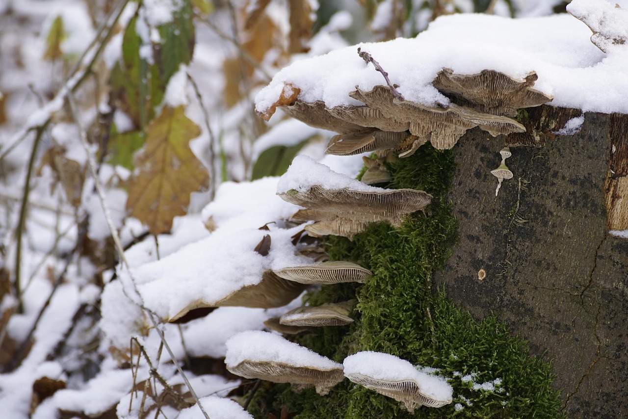 Forest Mushrooms Winter - Free photo on Pixabay