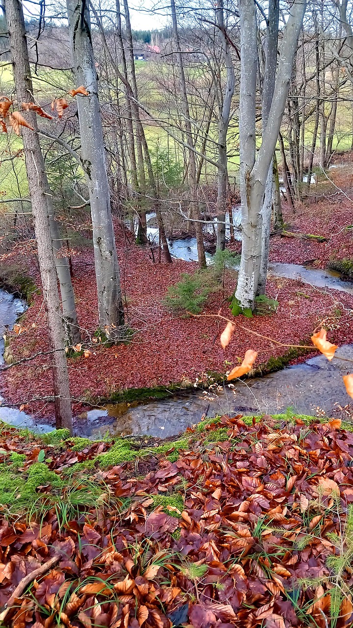 Arroyo Naturaleza Árboles - Foto gratis en Pixabay - Pixabay