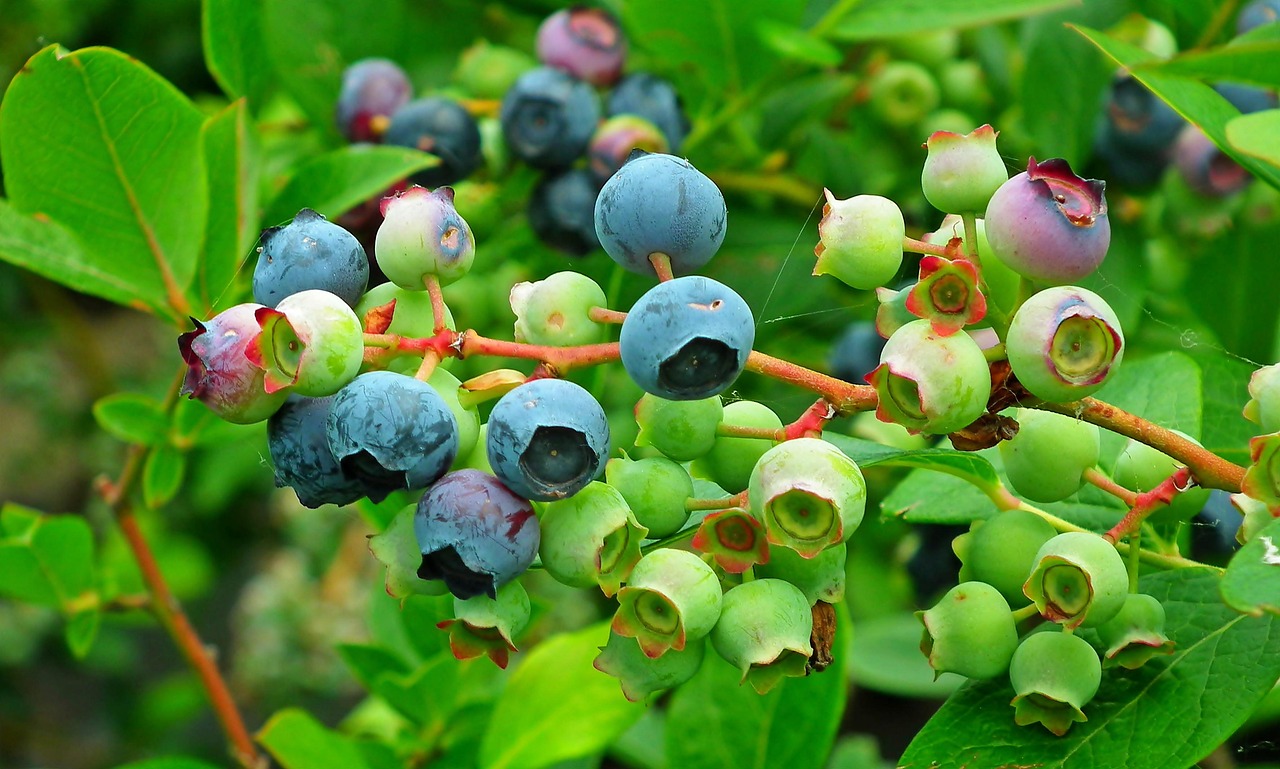 Bilberry Amerika Buah - Foto gratis di Pixabay - Pixabay