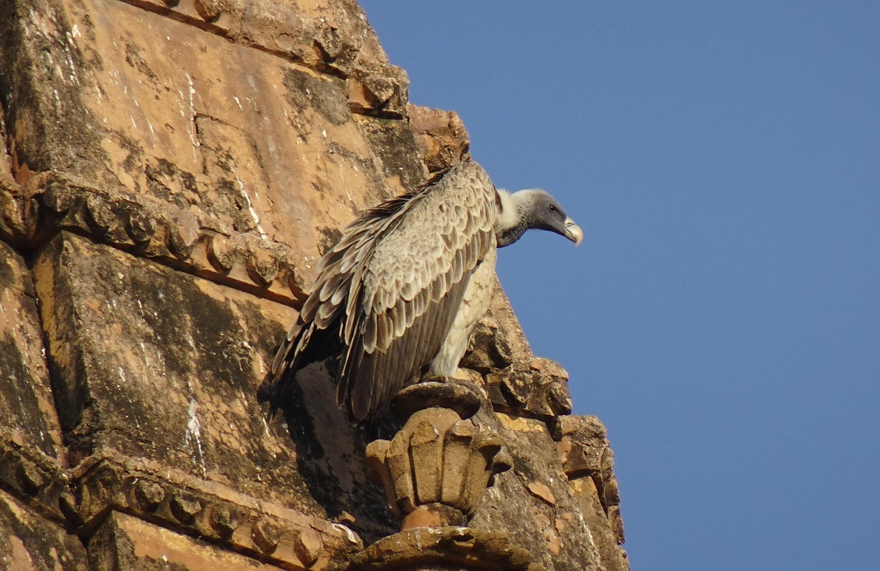 Burung Bangkai Gyps Indicus - Foto gratis di Pixabay - Pixabay