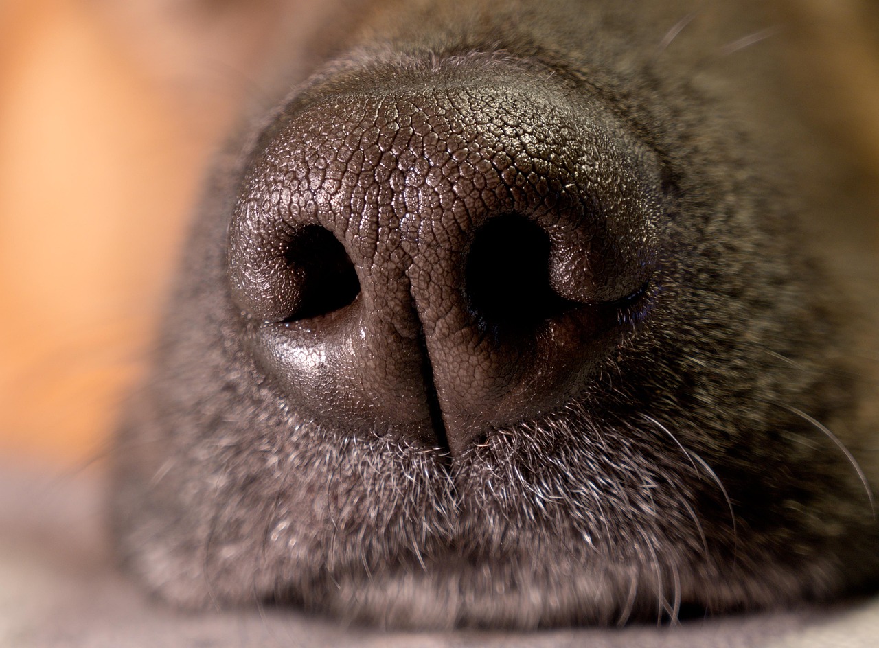 Nose Dog Pet Close - Free photo on Pixabay