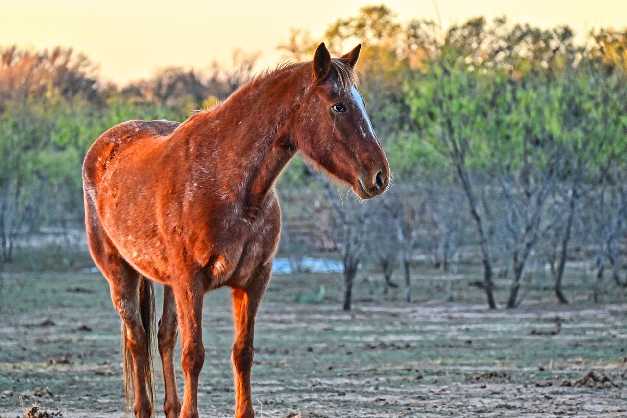 Horse Animal Mammal - Free photo on Pixabay