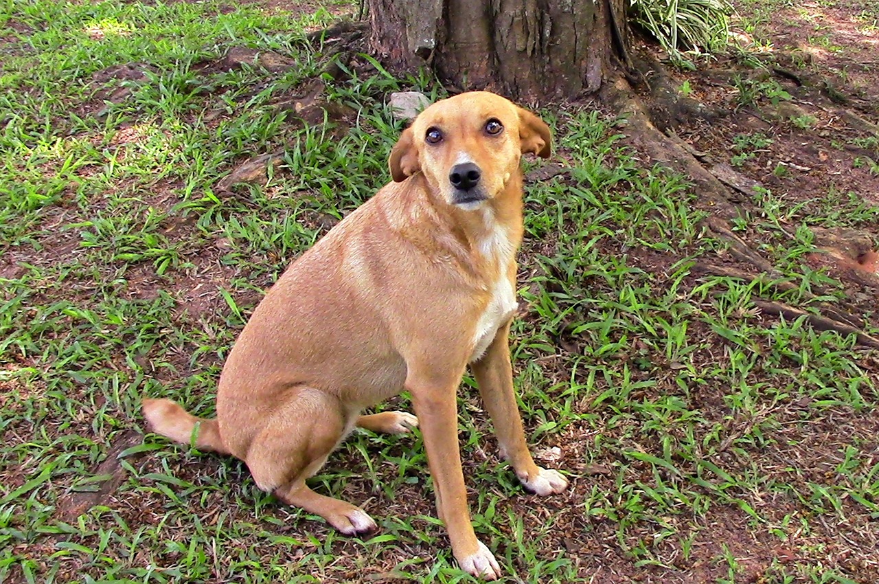 Cão Cachorro Canino - Foto gratuita no Pixabay - Pixabay